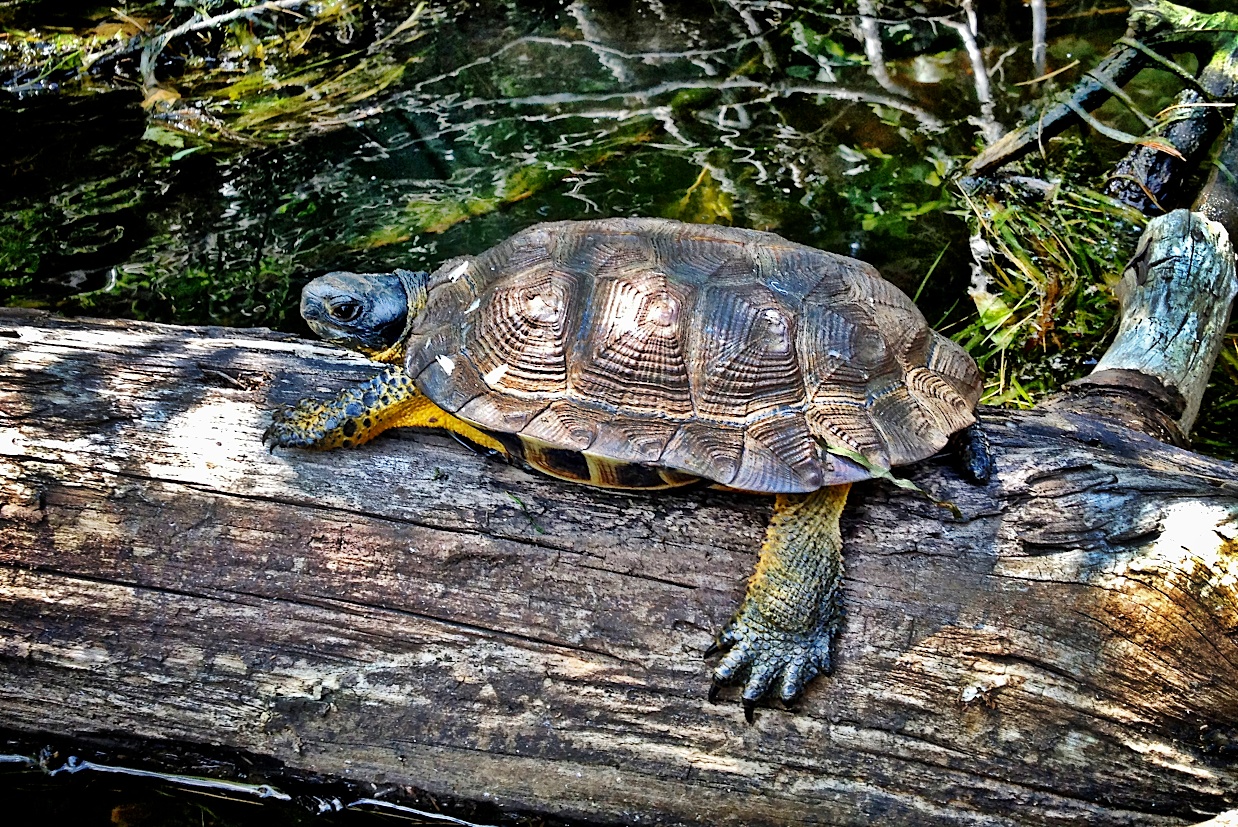 Stewards of the Northwoods: Who is the Wood Turtle (AKA Bog Turtle)?