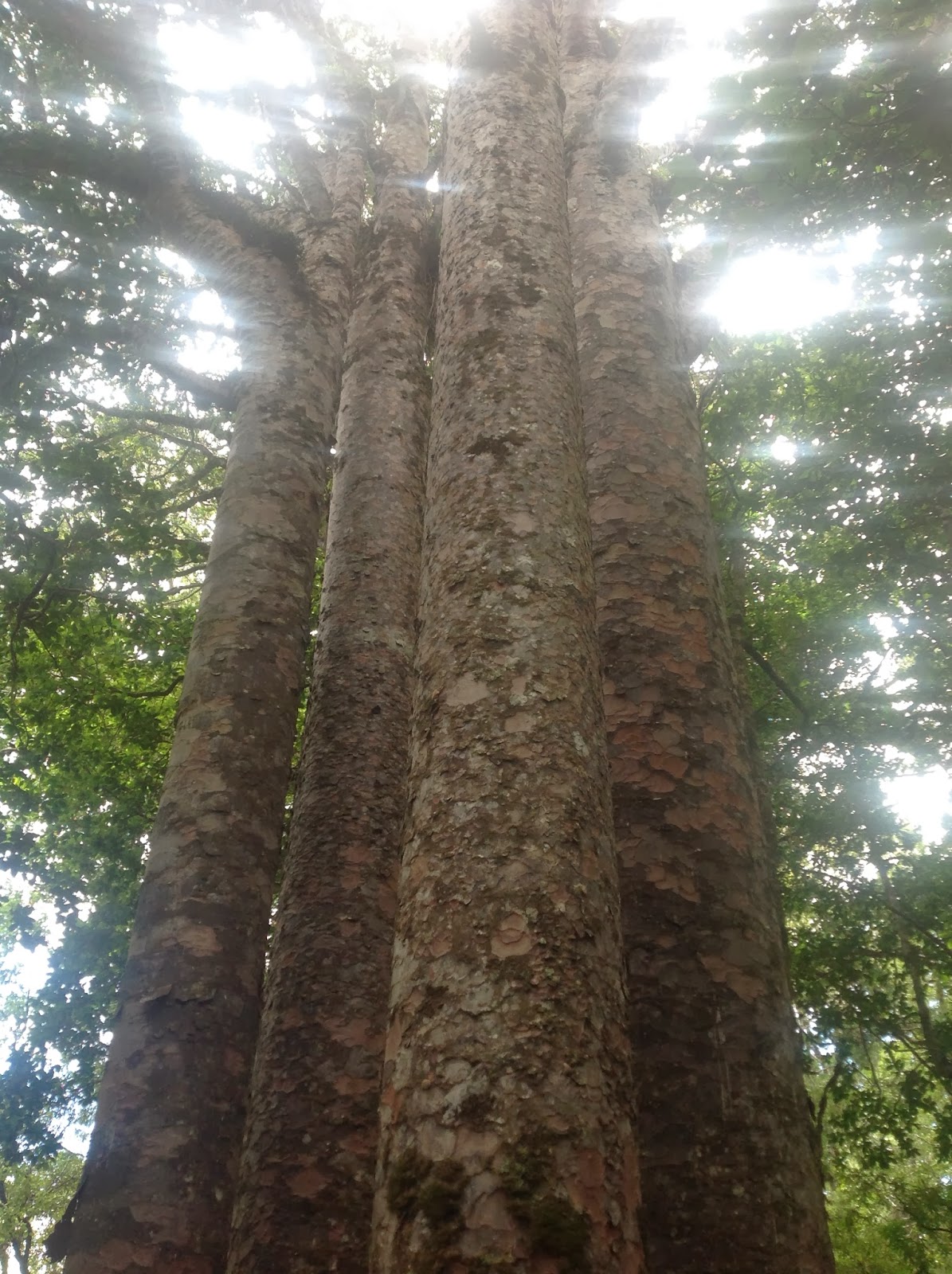 KOA: (New Zealand) Kauri Trees