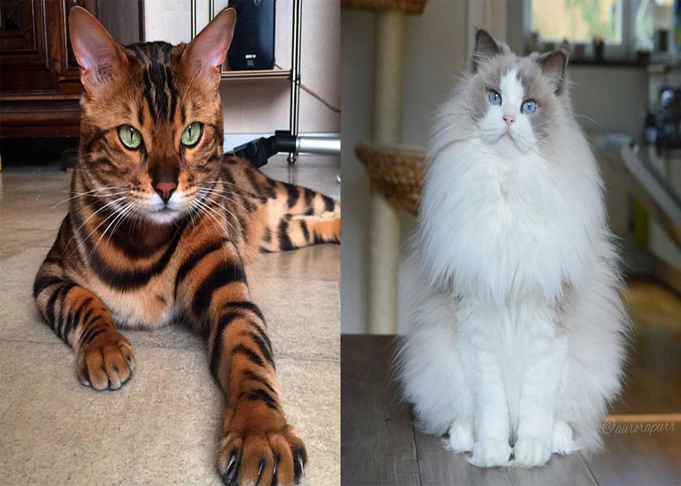 10+ Pictures Of The Most Charismatic Cats In The World - We Love Cats