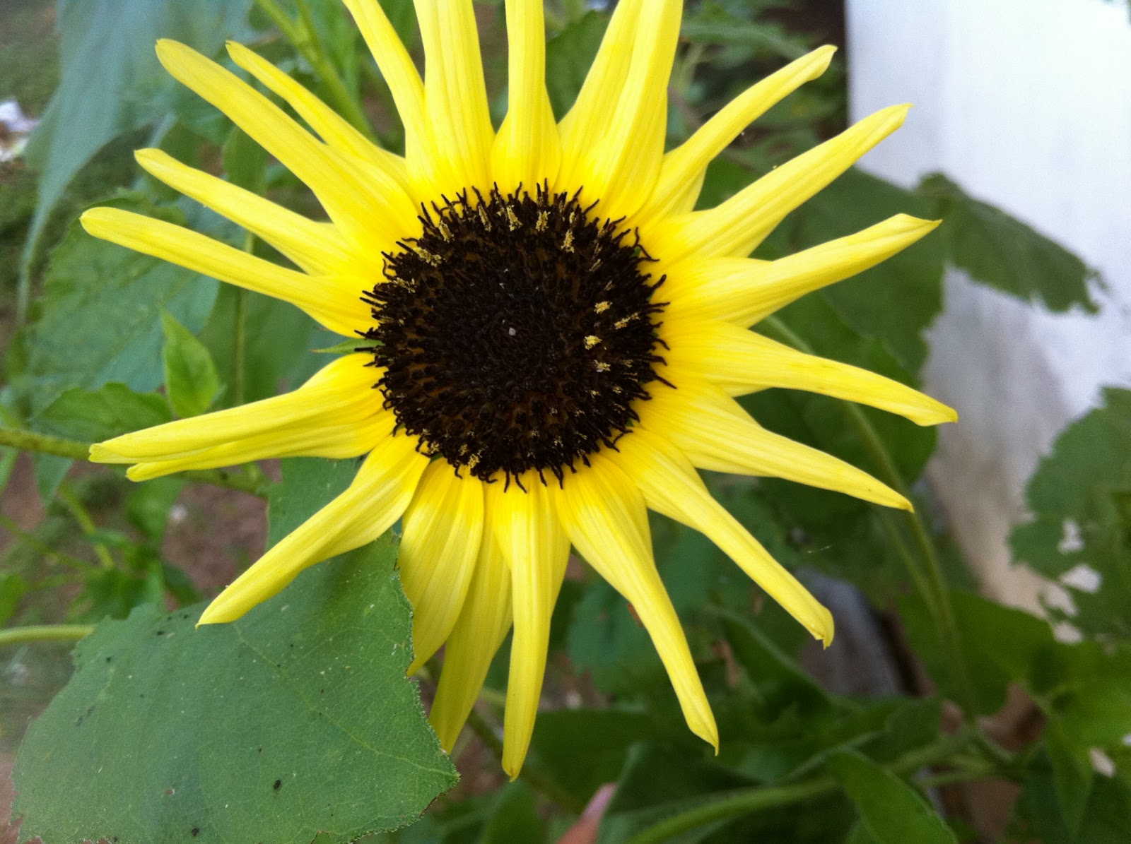 My Experimental Garden: Italian white sunflower