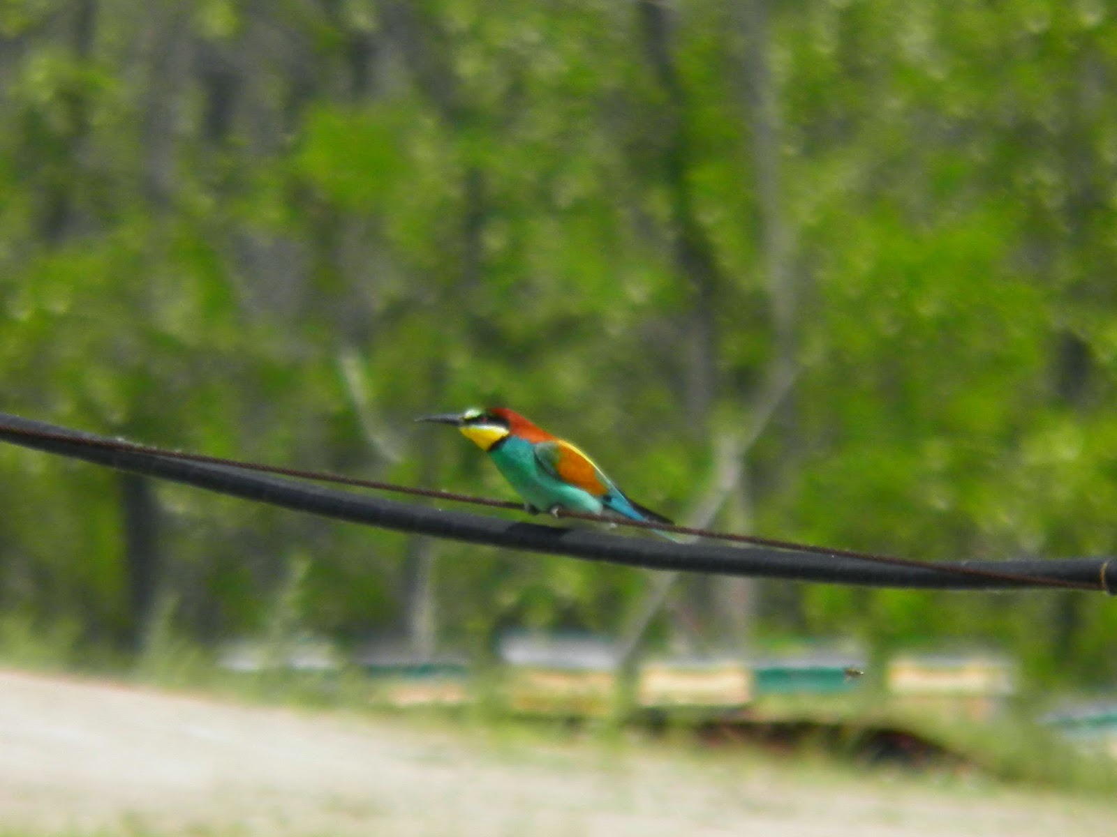 PASARI DIN ROMANIA: PRIGORIE, Merops apiaster