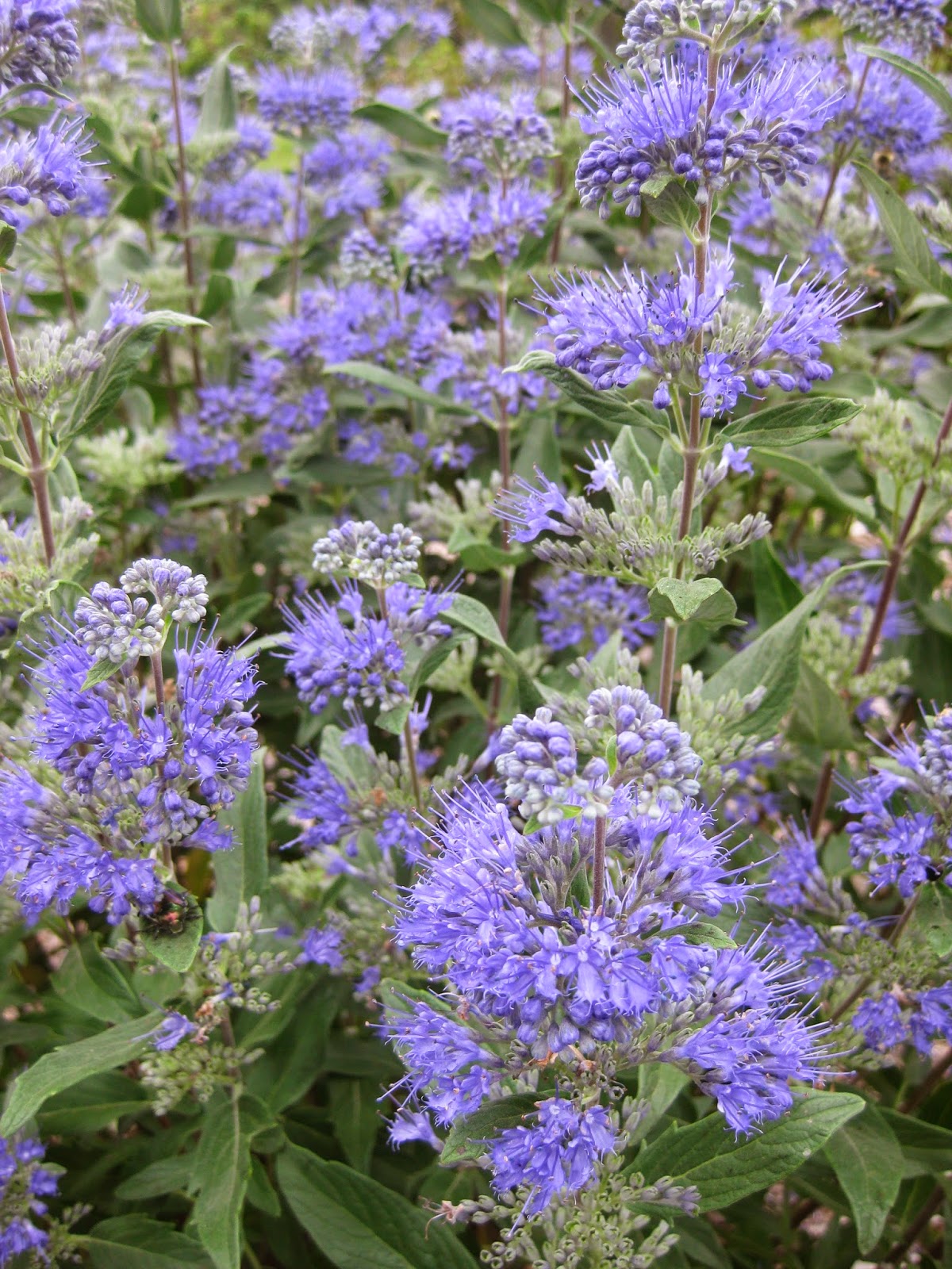 Rotary Botanical Gardens - Hort Blog: Consider Caryopteris