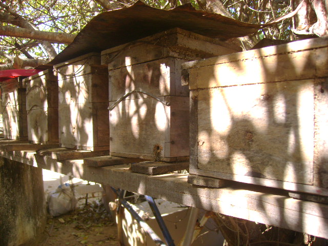 SIMPLICIDADE: Análise do mel de Jandaíra (Melipona subnitida) do Rio ...