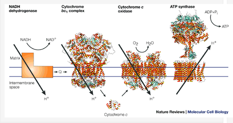 Cytochrome C Oxidase