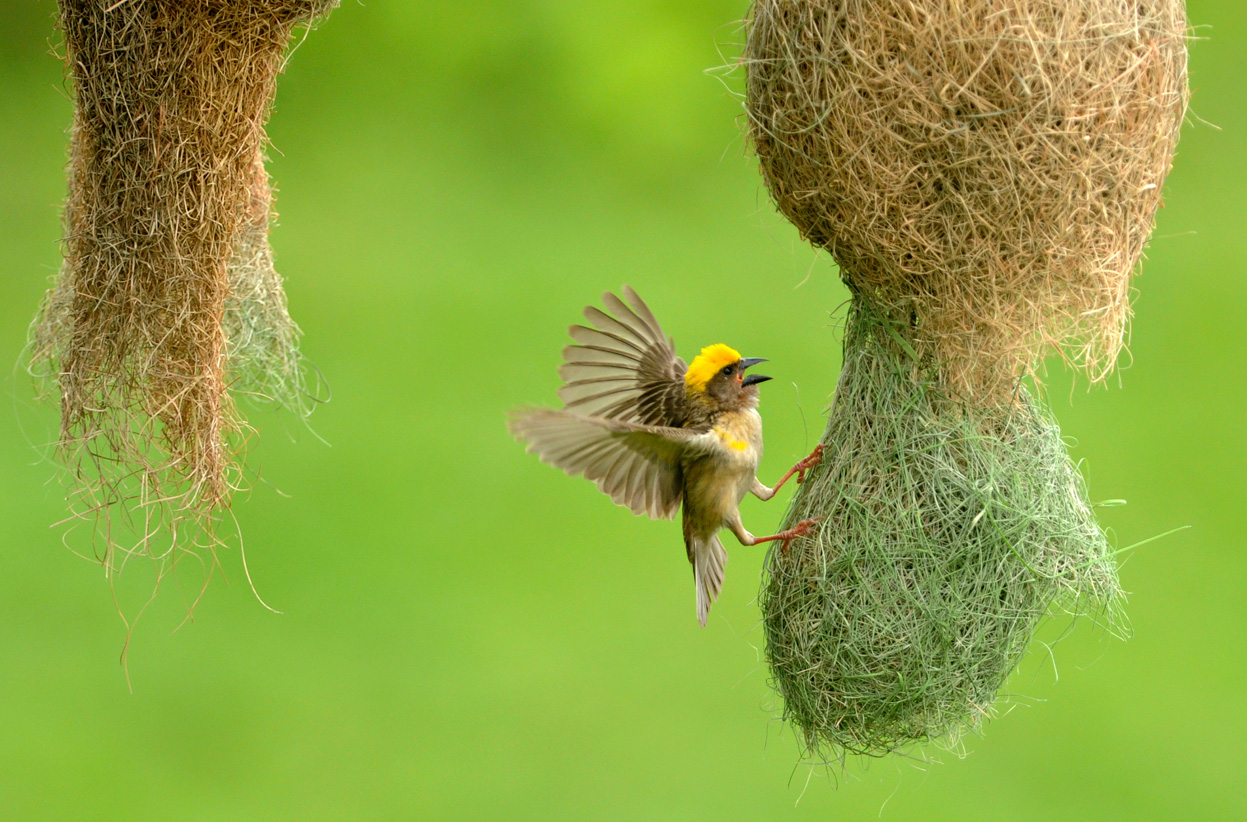 The Weaver (Babui Pakhi) “Extreme Engineer of Nature” ~ Kaley Cuoco