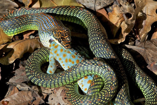Ular Asli Indonesia: Ular Terbang (Chrysopelea paradisi)