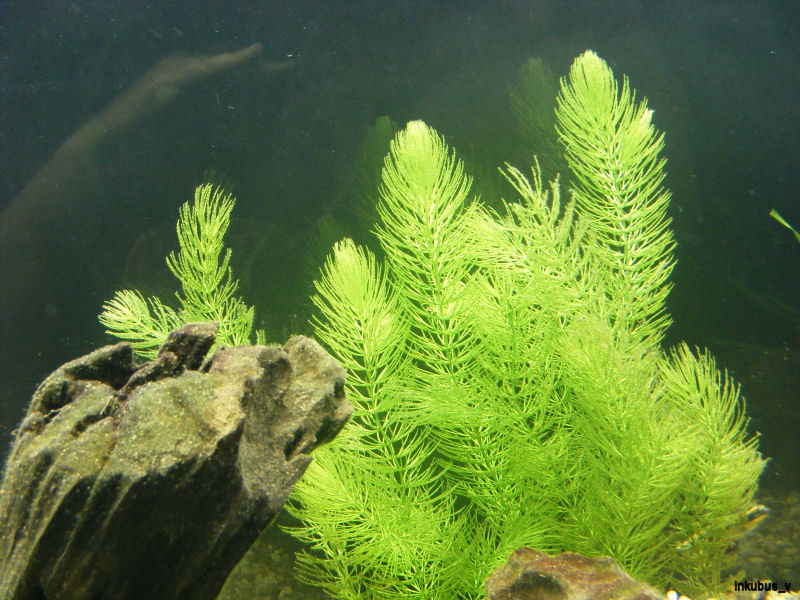 Moja Afryka: Rogatek sztywny (Ceratophyllum demersum, Ceratophyllum ...