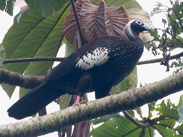 Blog do Wille Bathke Jr: Ave Símbolo do Paraná - Fauna de Campo Mourão