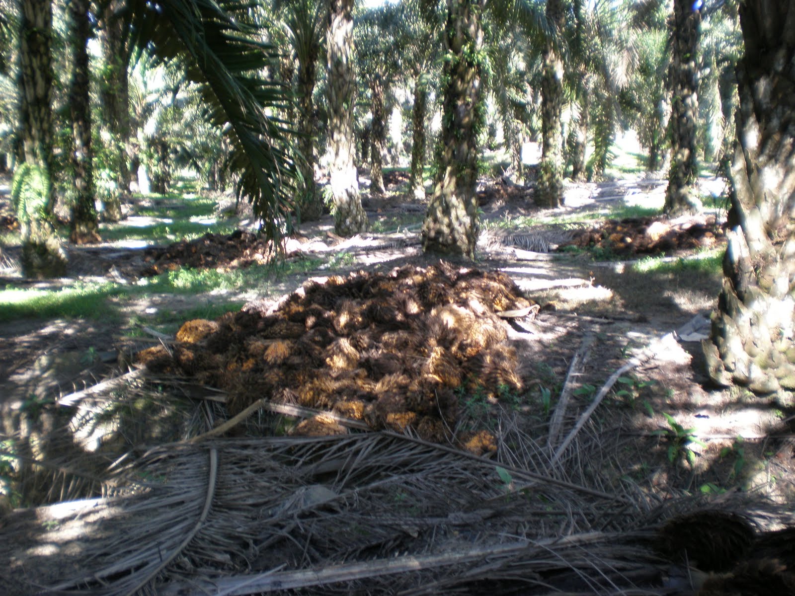 kelapa sawit: EFB mulching