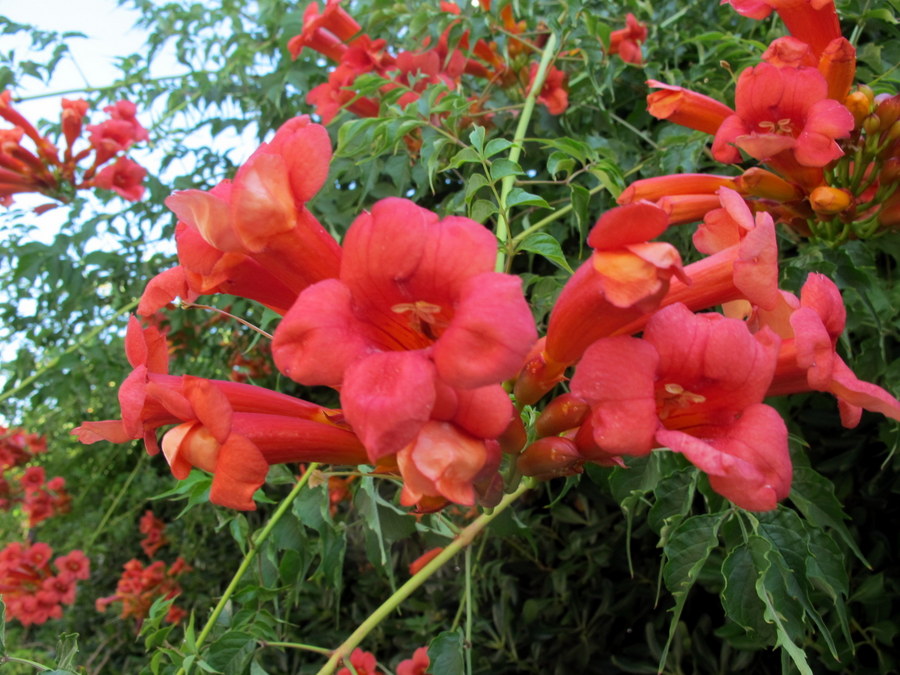 FLORA NEL SALENTO e.. anche altrove: Campsis radicans (L.) Bureau ...