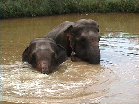 White Wolf : The touching reunion of 2 elephants after being separated ...