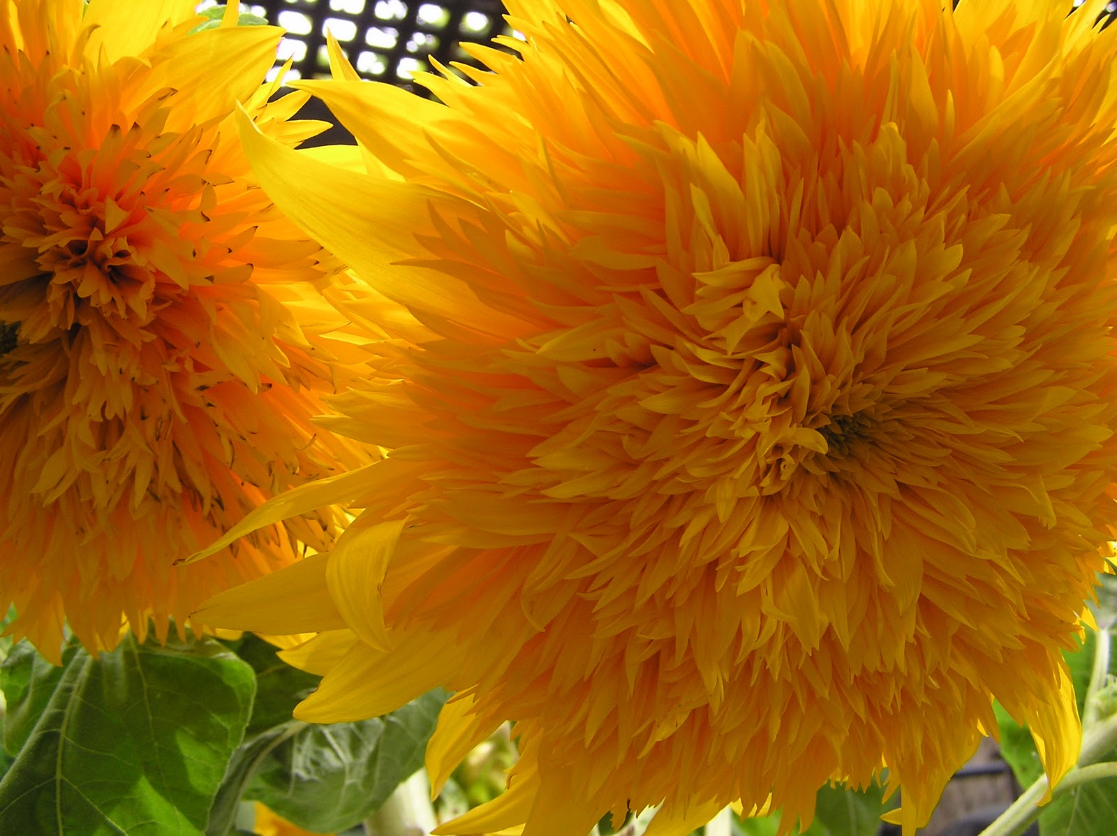 Neesie Natters: Double Headed Sunflowers....