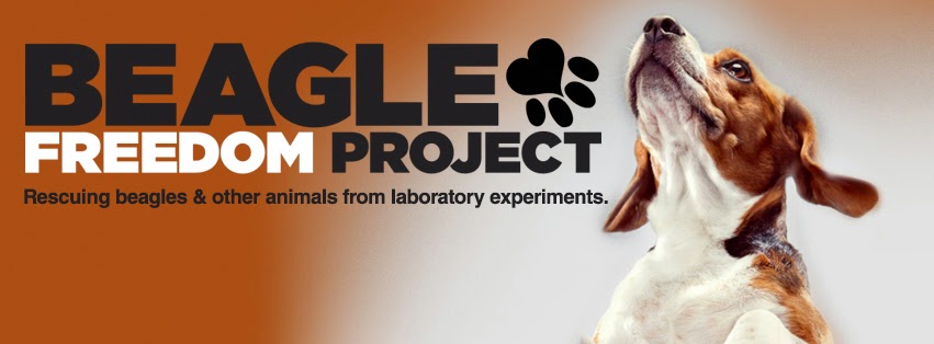 You're feeding me what?: The Beagle Freedom Project