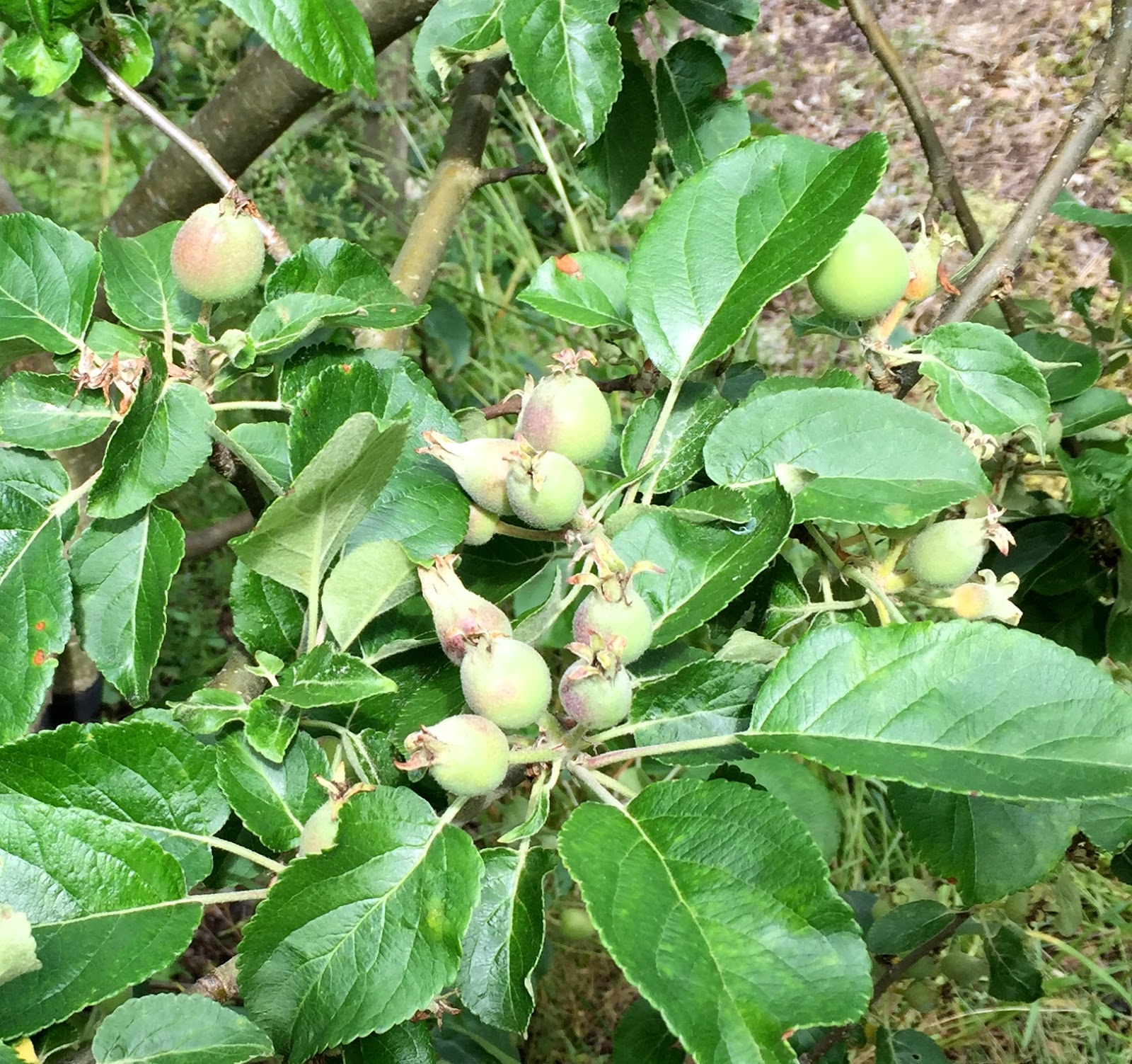 Fagerdala trädgård: Hög tid att gallra äpplen
