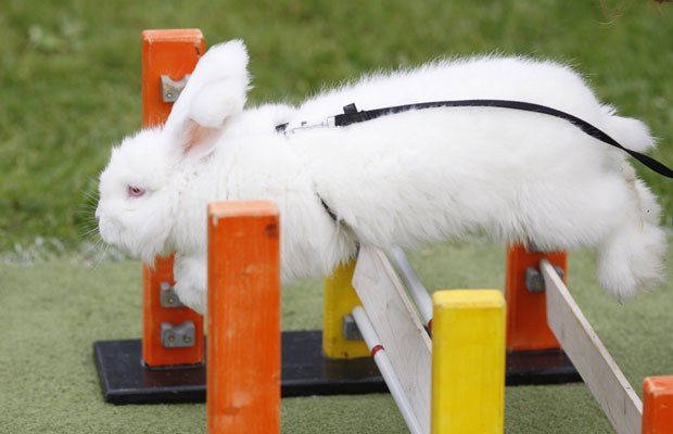 Kuweight 64: RABBIT SPORTS TOURNAMENT IN GERMANY