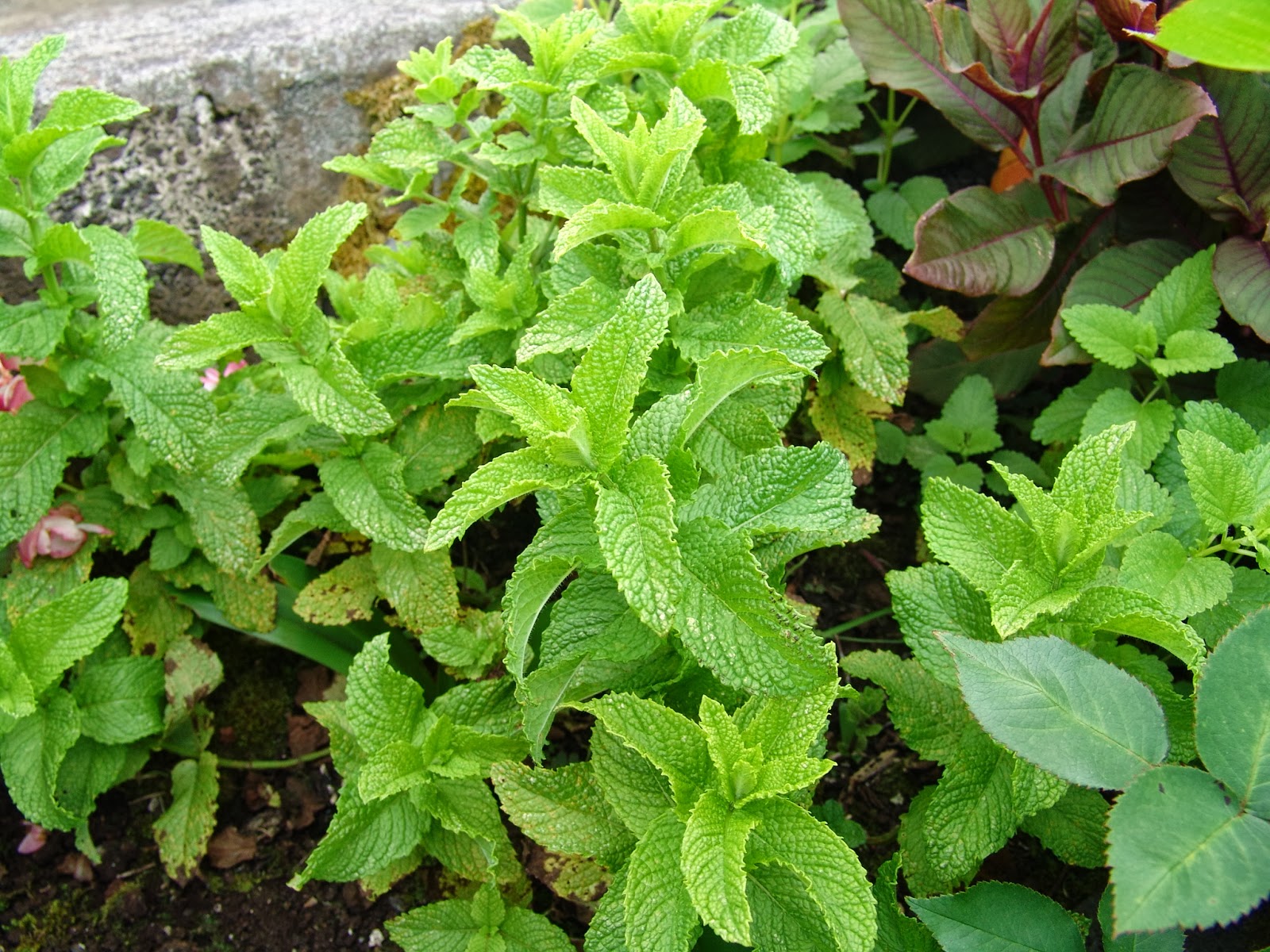 NATURMARIENSE: PLANTAS MEDICINAIS: ERVA-CIDREIRA (MELISSA OFFICINALIS)