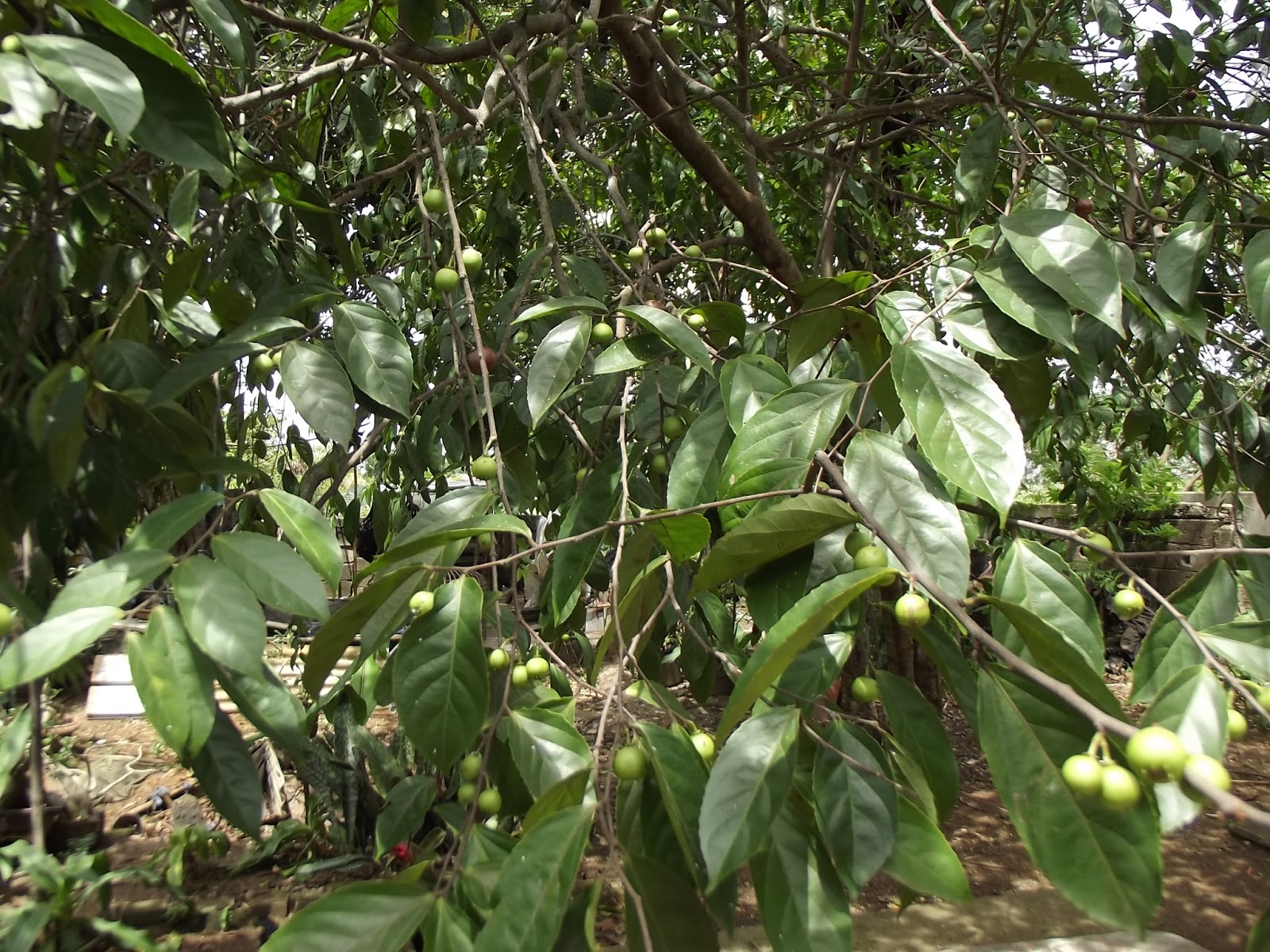 Buah Rukem | warta cikupa