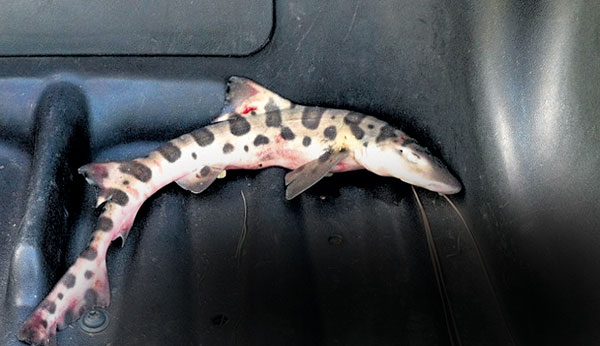 Anak ikan yu disambar helang masih hidup di padang golf