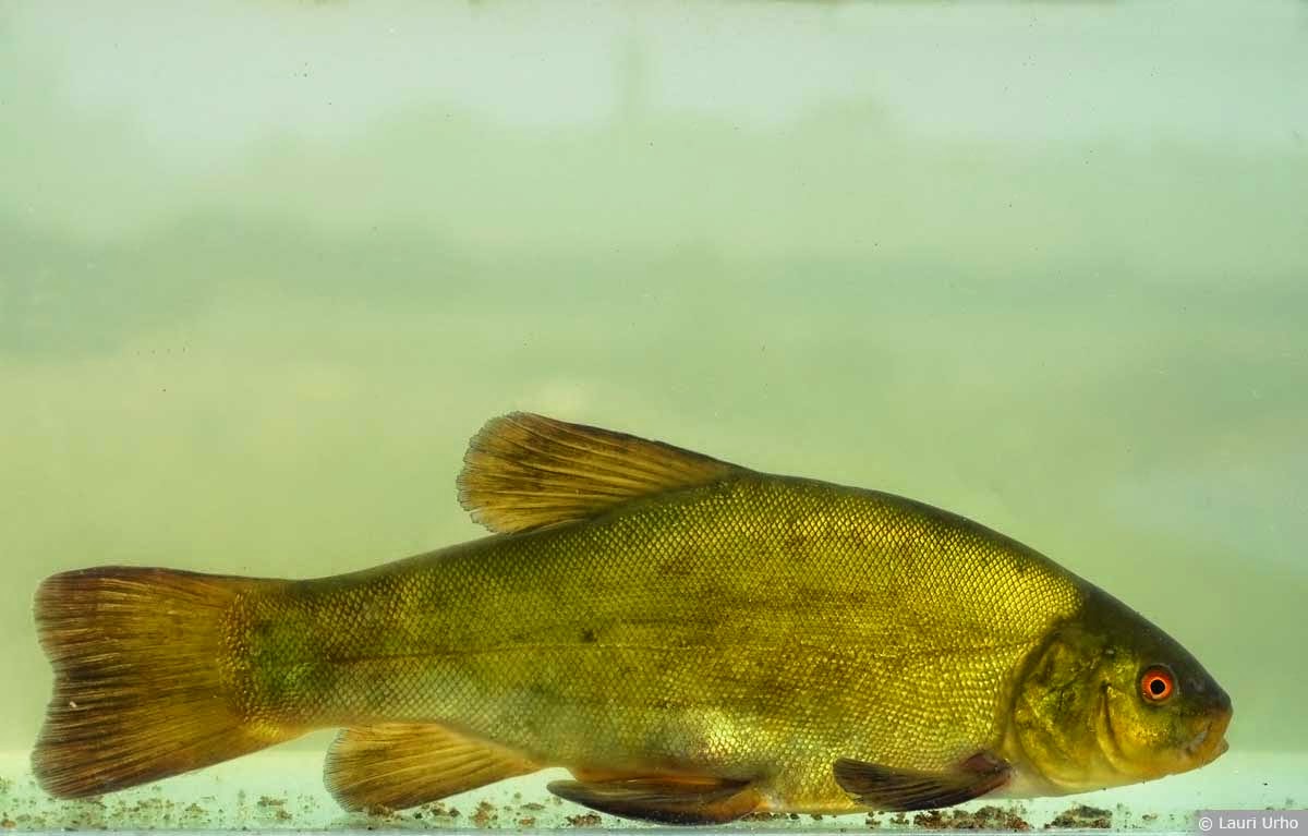 La Tenca 🔗 National Carpfishing