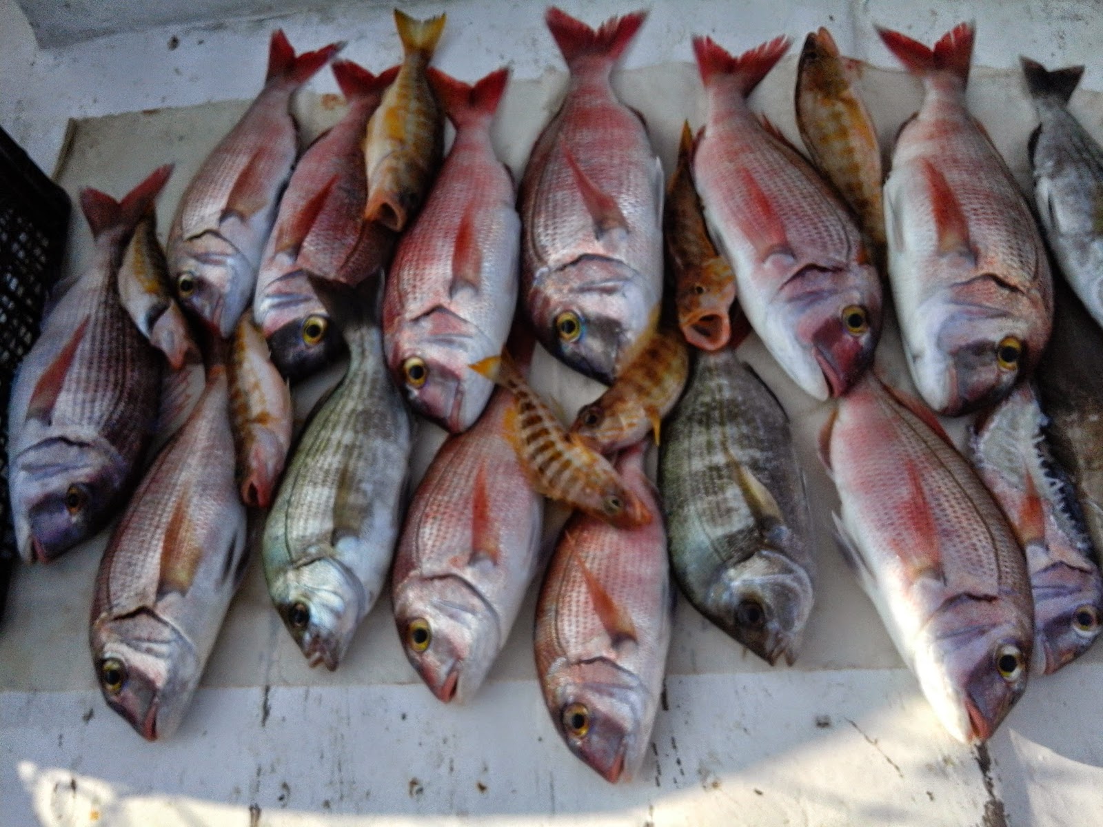 A day in the life of a fisherman: ΤΑ ΨΑΡΙΑ ΠΟΥ ΨΑΡΕΥΩ