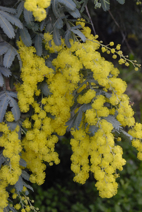 Garden amateur: Wattle it be now