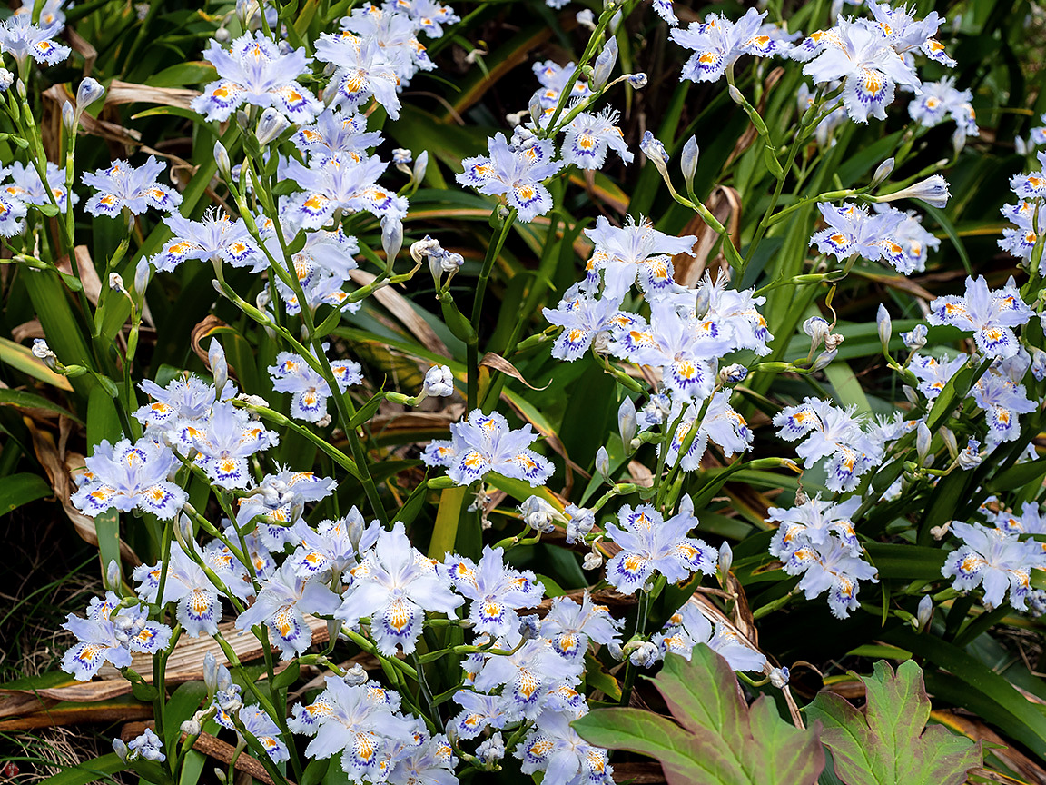 FROM THE GARDEN OF ZEN: April 2018