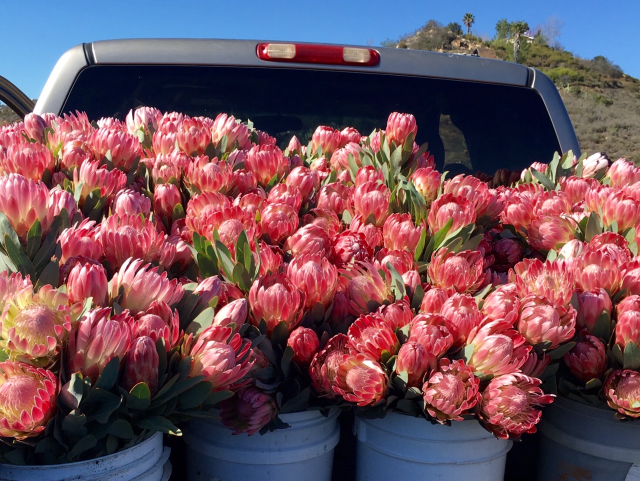 A Passion for Flowers: In the Field: Pink Duke