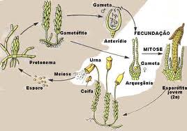 Biologia no ensino médio: 3º ANO - AULA 15 - BRIÓFITAS