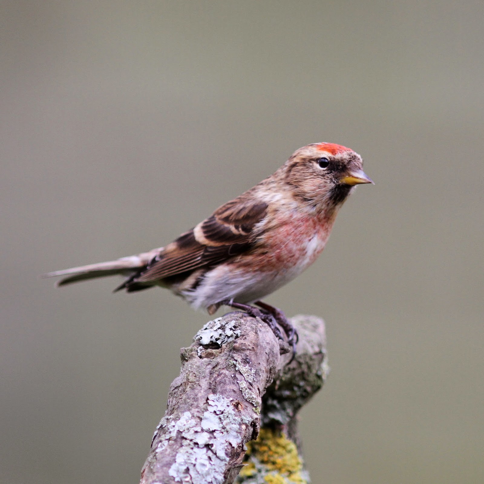 TrogTrogBlog: Bird of the week - Lesser redpoll