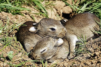 Cute Tiny Animals Captured in Extraordinary Moments. ~ photography in a ...