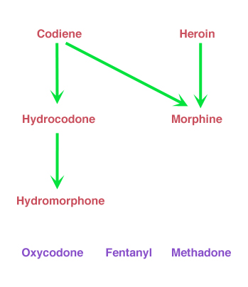 Narcotics Family Tree | Fauquier ENT Blog