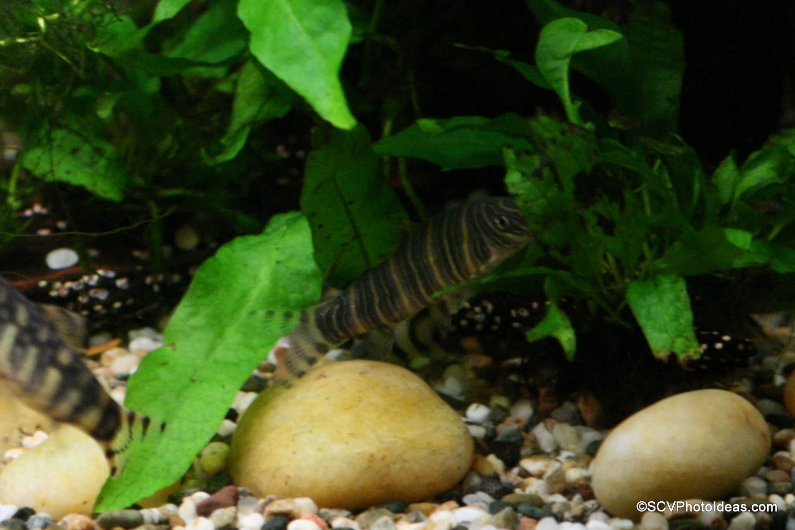 S.C.V. Aquascaping Ideas: Zebra Loach - Botia Striata and Twin Banded ...
