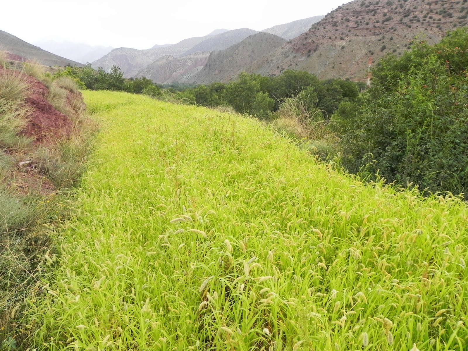 Babzy Photos Blog: Champ de Millet / Millet's field