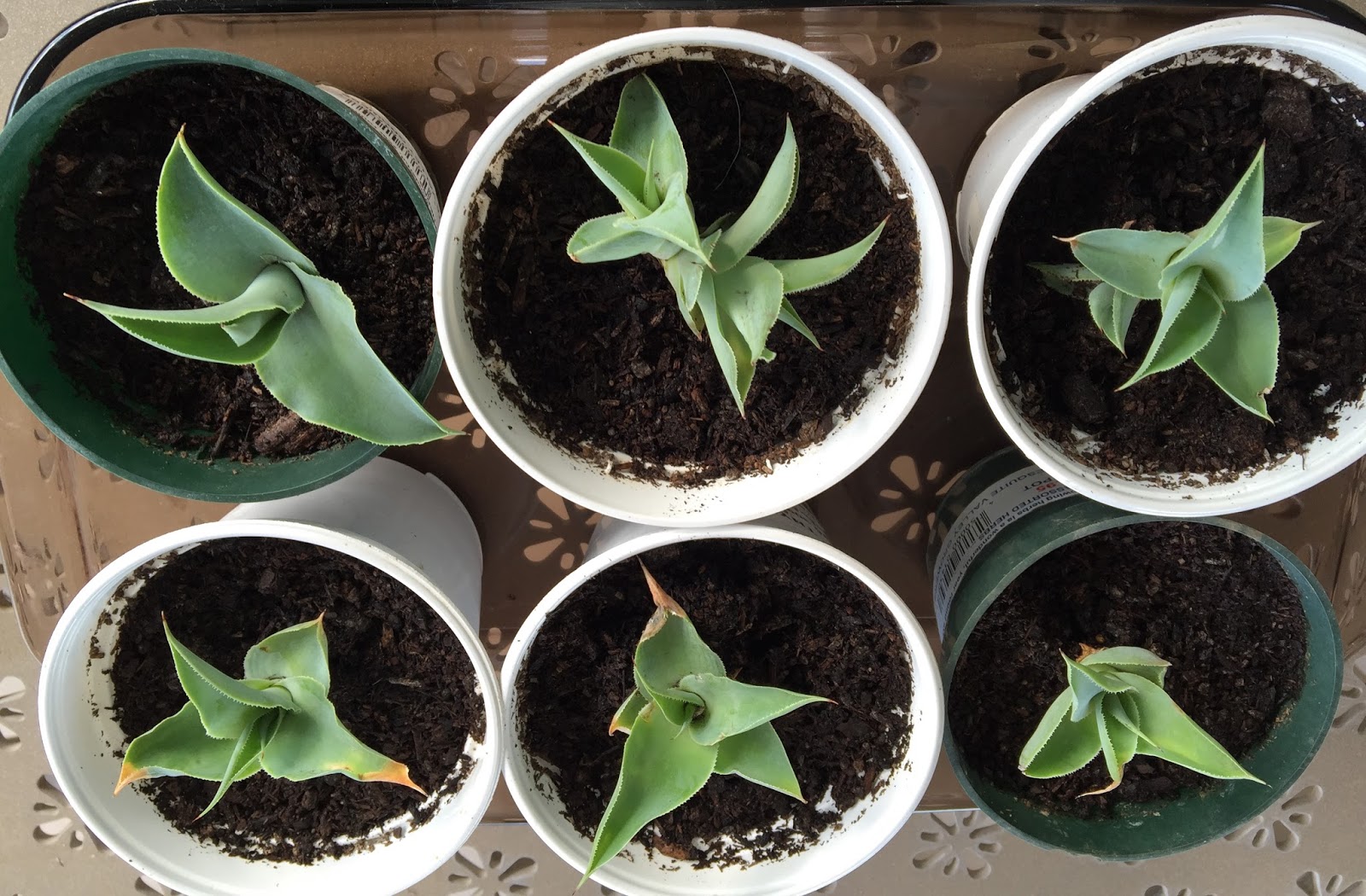 Living A Dream: Octopus agave (Agave vilmoriniana)
