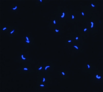 Catalogue of Organisms: Alpha Bacteria
