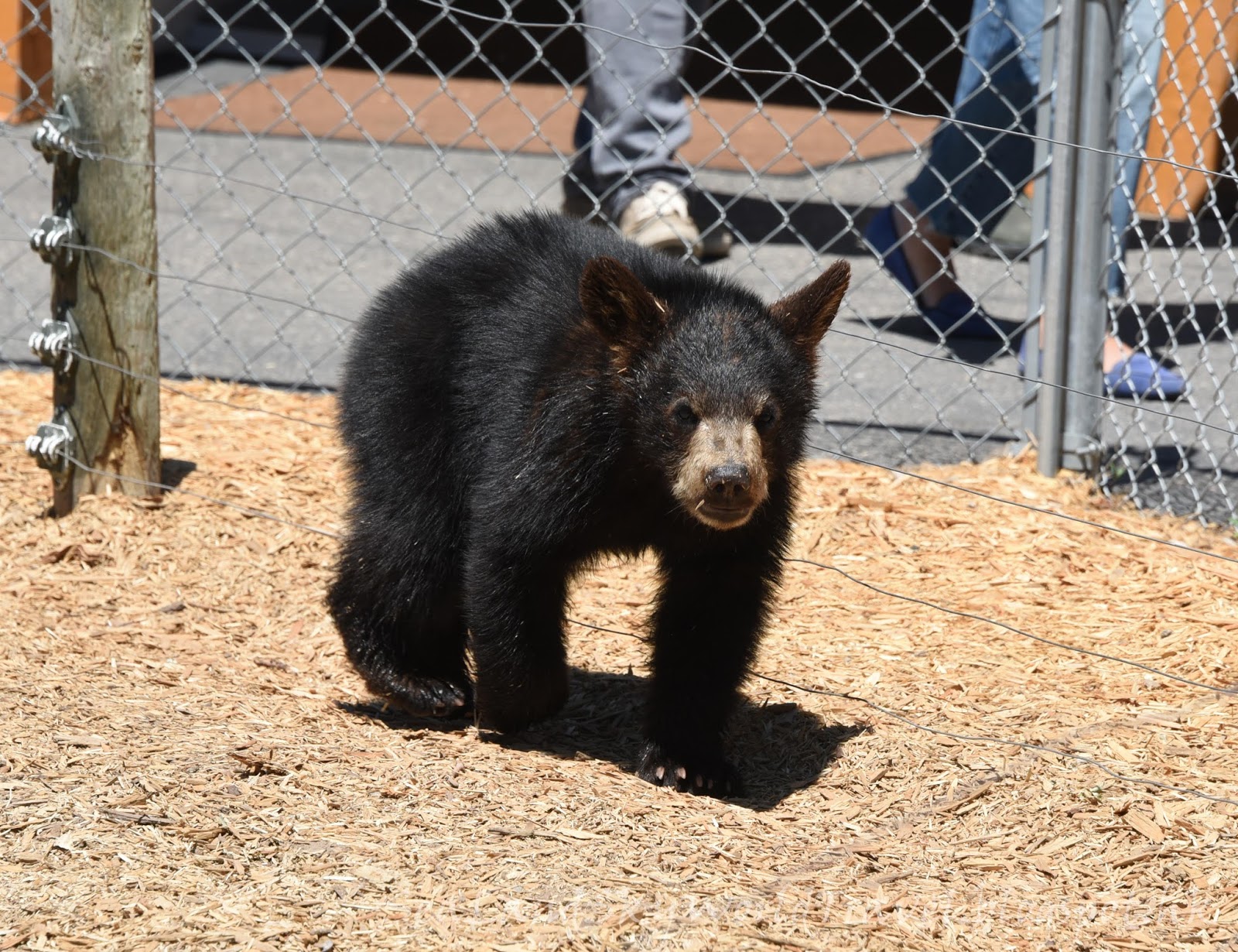 海陸空遊世界: 美西國家公園之旅第四天: Yellowstone Bear World, Idaho Falls 瀑布
