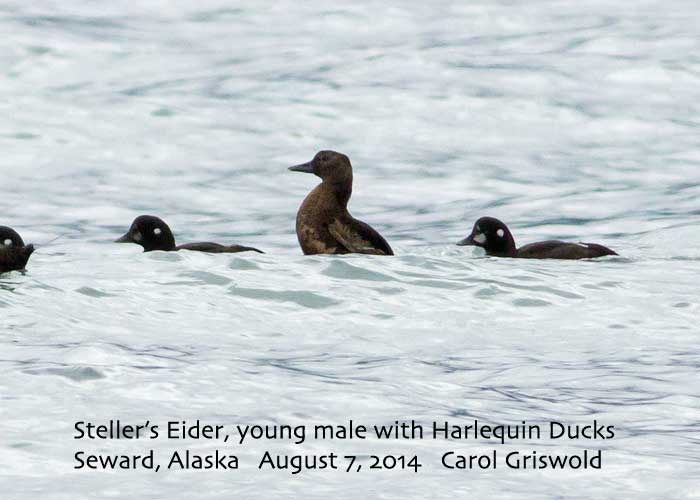Sporadic Bird from Seward, Alaska : Thursday, August 7, 2014 Steller's ...