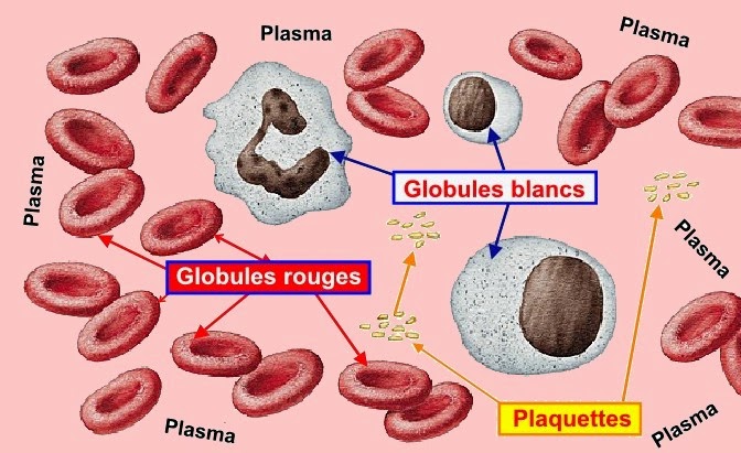 Bienvenue chez les CM2 de l'école ND !: 396. Sciences : histoire de ...