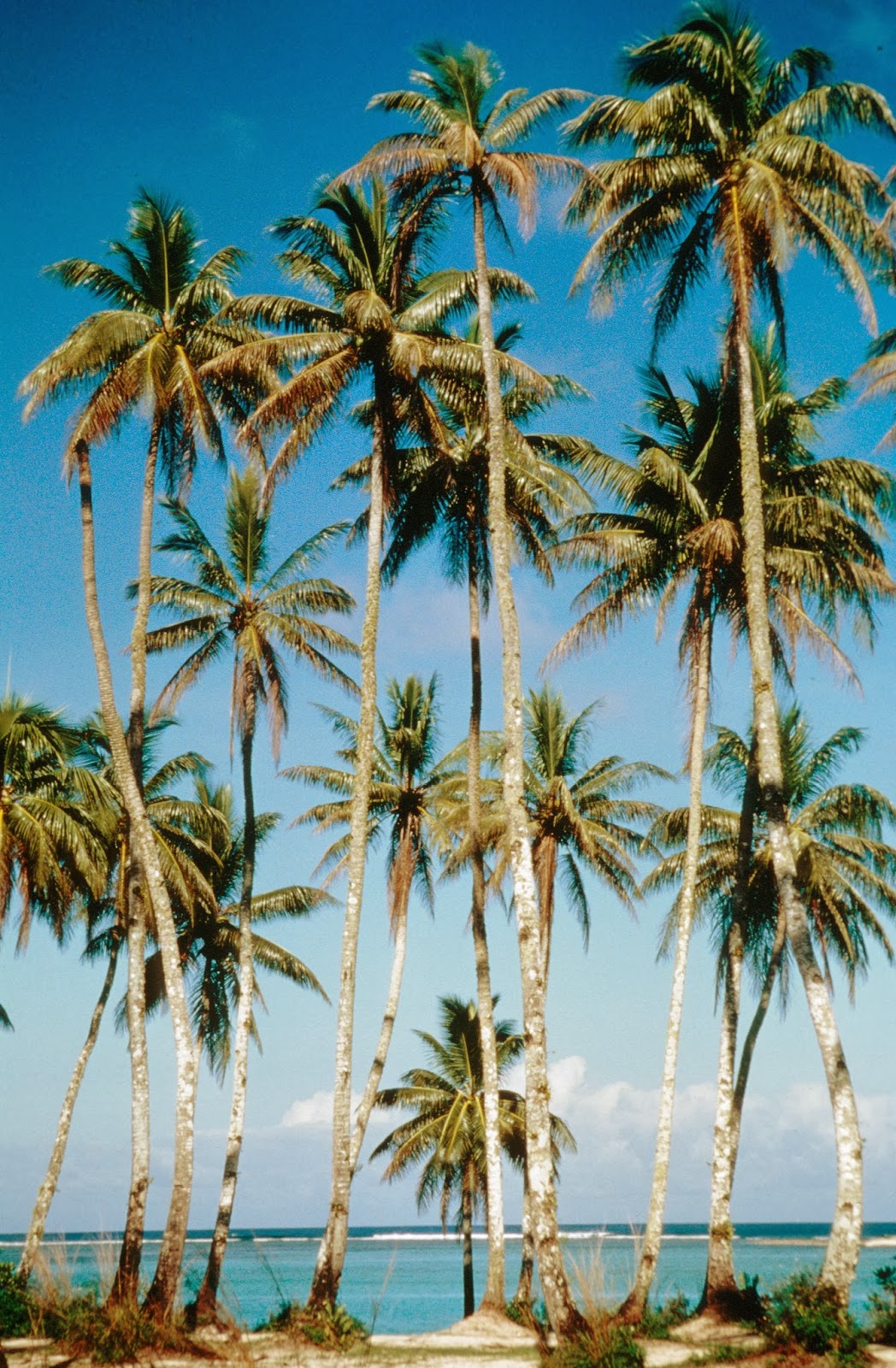 Plant of the Day: Plant of the Day is: Cocos nucifera or Coconut