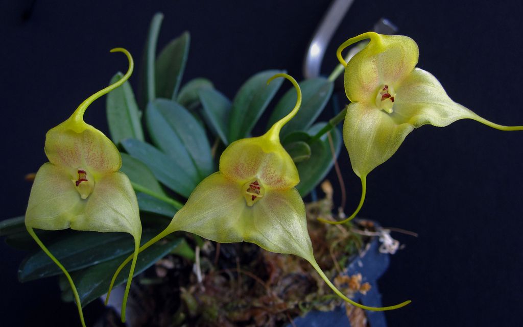 Masdevallia asterotricha care and culture | Travaldo's blog