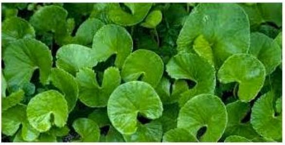 Rahasia Kenapa Orang-Orang di kampung khusnya di samosir lebih panjang ...