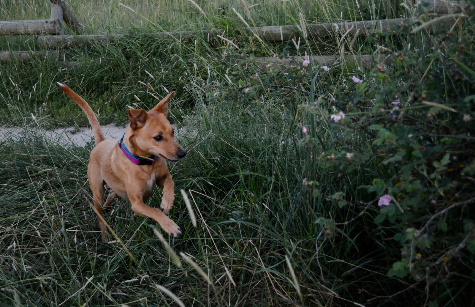 ZoePhee: Rough Week and Sunset Walks!