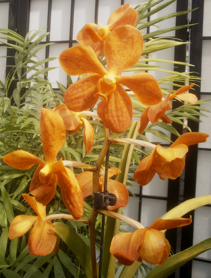 Plants are the Strangest People: Pretty picture: Vanda Rachadaporn