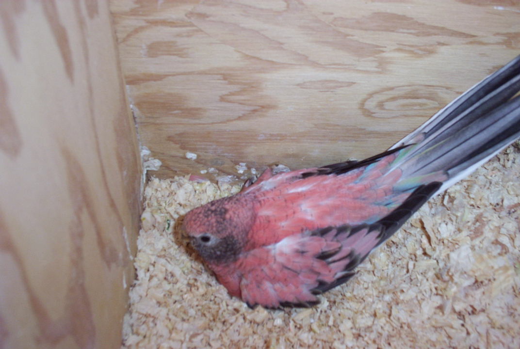 The Splendid Bourke Bird Blog: Pink-eyed Baby Rosy Bourke Parakeets