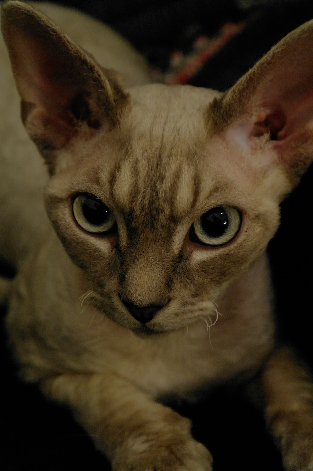 The Operacats: Devon Rex