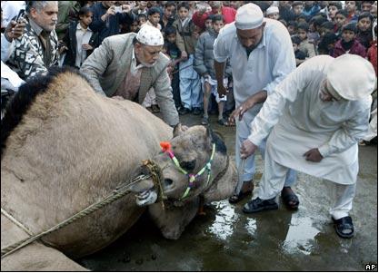 Cetusan Maonx: Pengalaman menyembelih unta