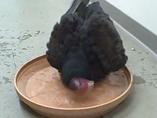 Vulture Takes Bath at VINS - Nature Blog