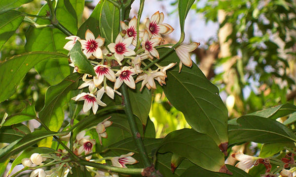 Biji kola berkhasiat sebagai obat sakit kepala dan obat kuat | Rahasia ...