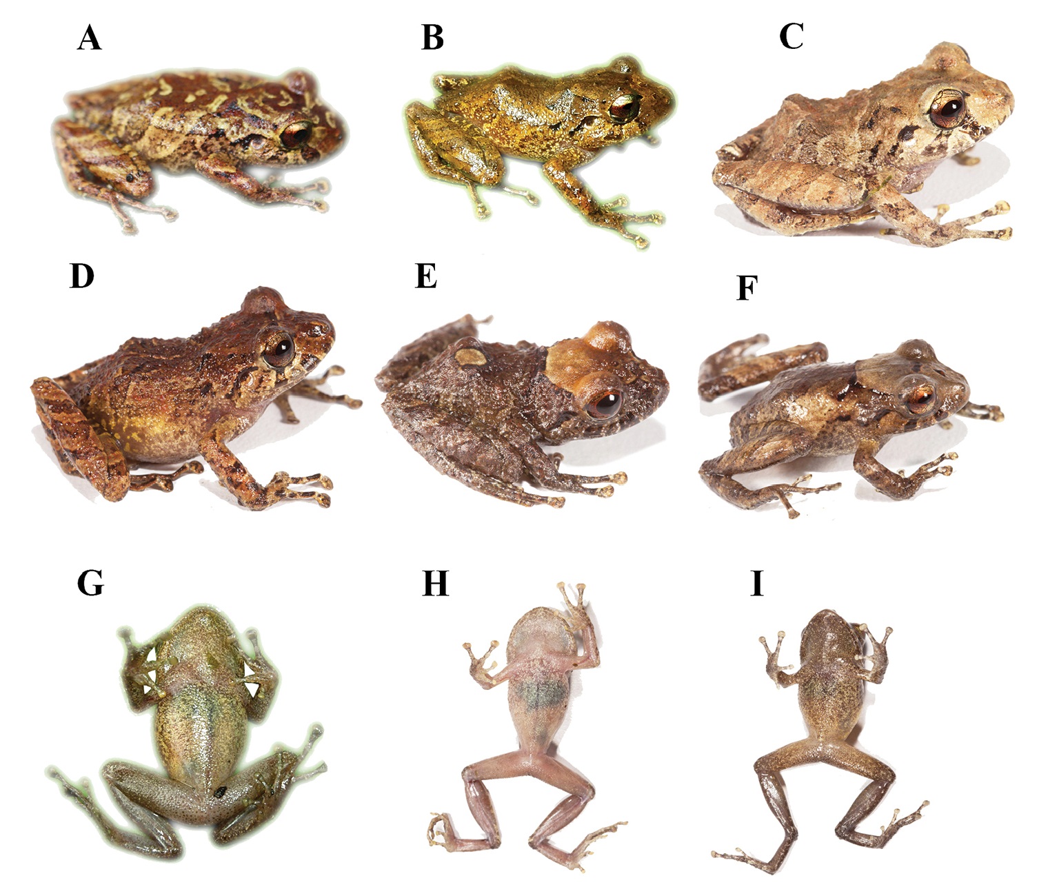 Species New to Science: [Herpetology • 2019] Pristimantis mallii • A ...
