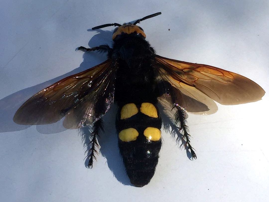 Taxonomía Arthropoda: Clase Insecta Orden Hymenoptera